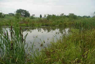 Pennsylvania Wetland Replacement Project, Monitoring Rpt 2000