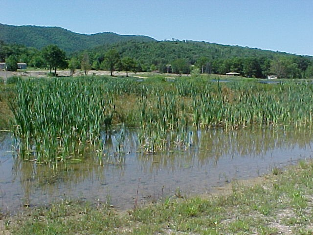 Pennsylvania Wetlands Replacement Project 2003 Monitoring Report