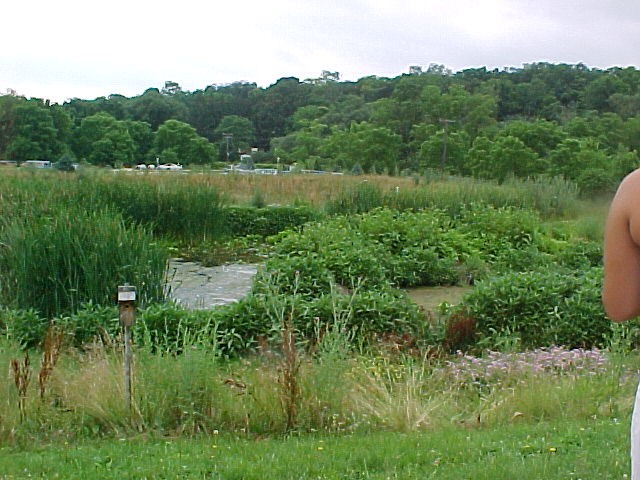 Pennsylvania Wetlands Replacement Project 2003 Monitoring Report