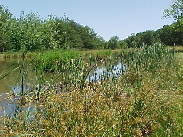 Pennsylvania Wetlands Replacement Project 2003 Monitoring Report