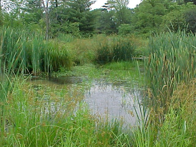 Pennsylvania Wetlands Replacement Project 2003 Monitoring Report
